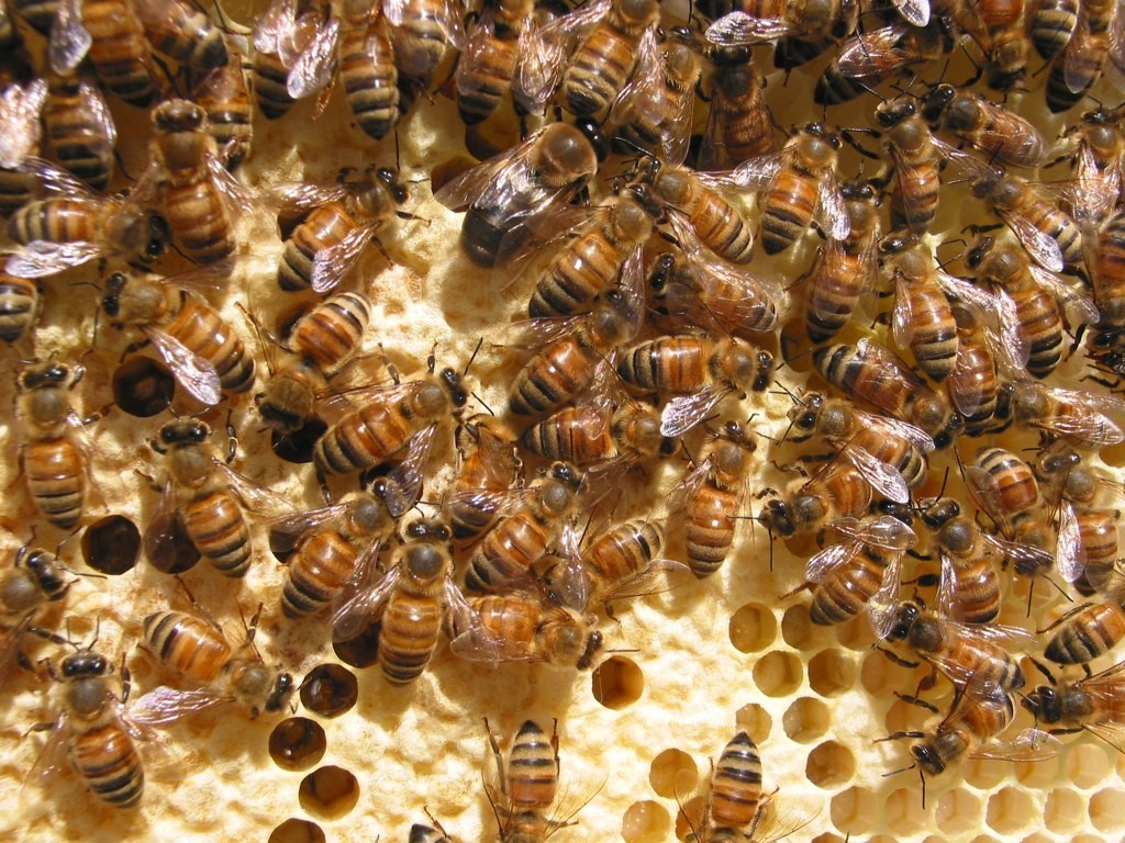 Why You Should Care About Homeless Bees | Texas Standard