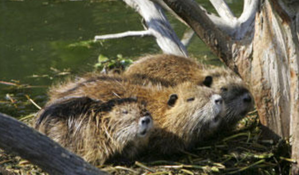 San Antonio River Authority Working To Control Nutria Population ...