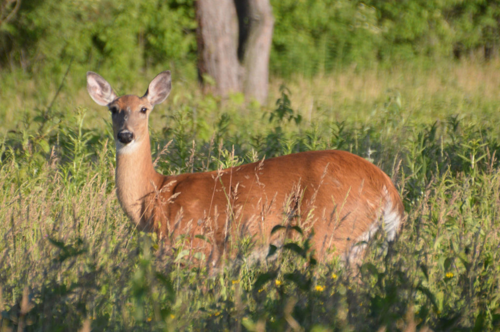 Bill Would Allow Kickapoo Tribe To Hunt Deer During Off-Season | Texas ...
