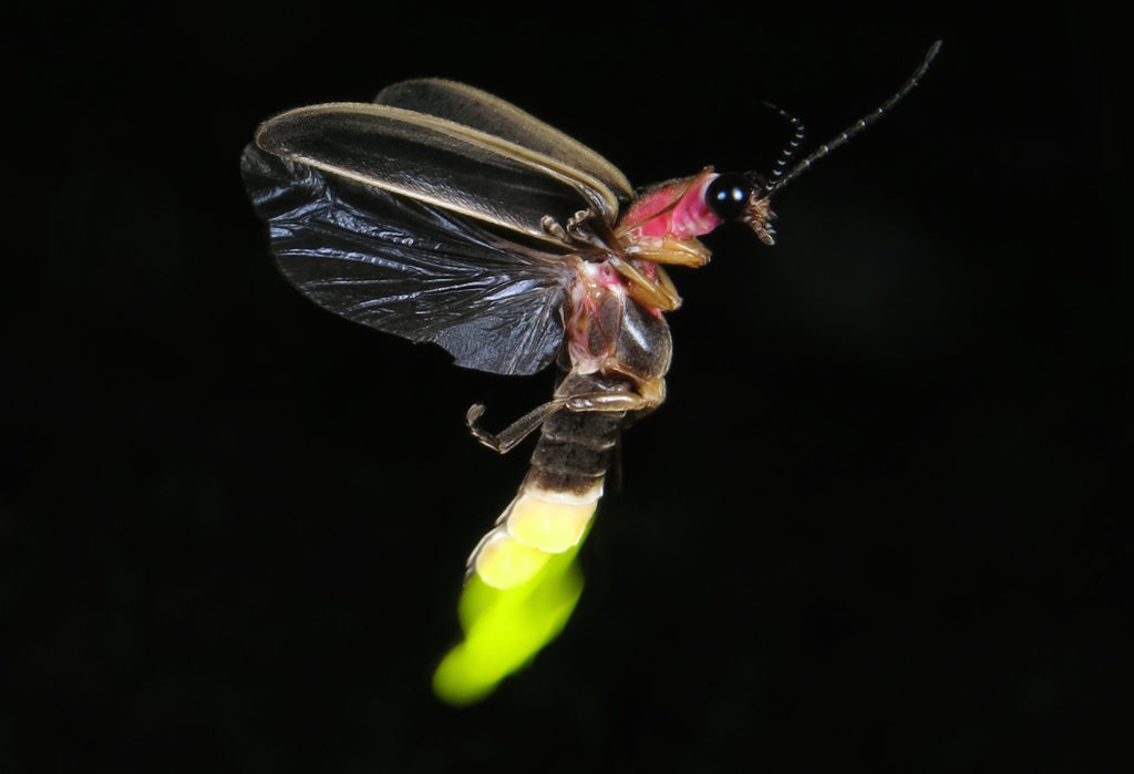 Fireflies Are Beautiful Tricksters In Danger Of Losing Their Habitat ...