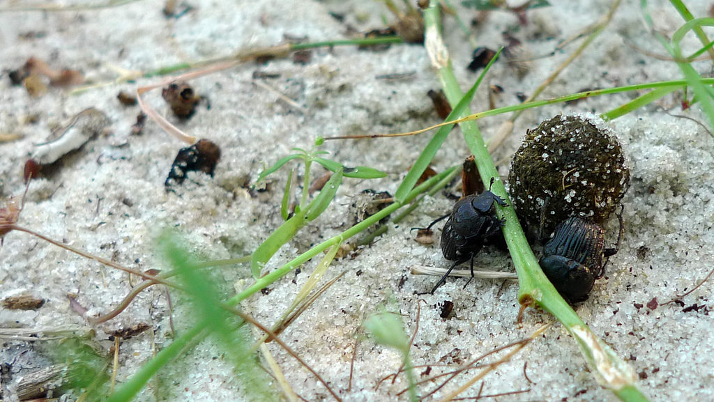 For The Dung Beetle, The Perfect Home Is A Pile of Poo | Texas Standard