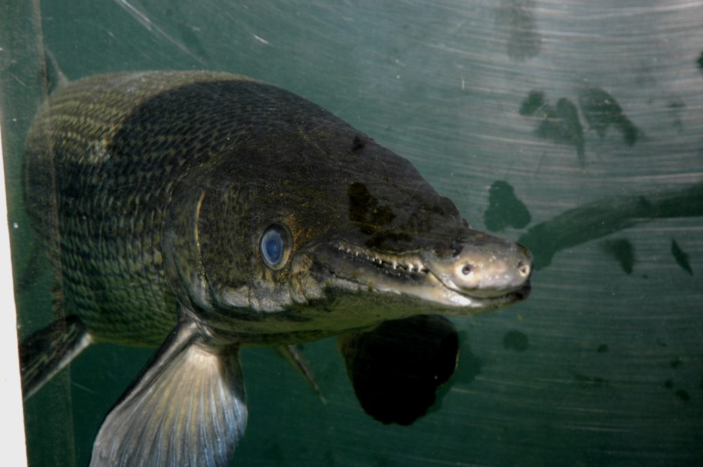 ‘A Face Only A Mother Could Love’: How Changing Gar’s Bad Rap Could ...