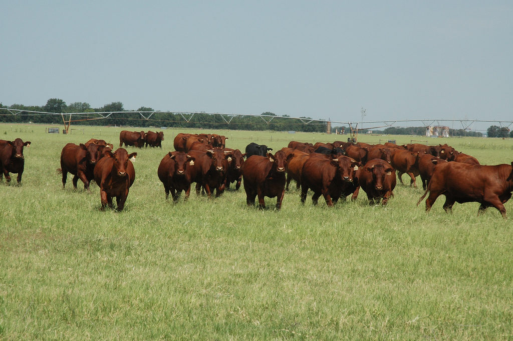 Why Are Some Ranchers Now Selling More Beef Directly To Consumers? It’s ...
