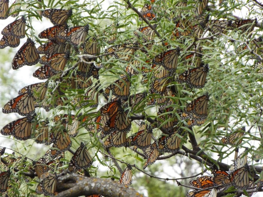 News Roundup: ‘Magical’ Moments As Monarchs Pass Through Texas | Texas ...