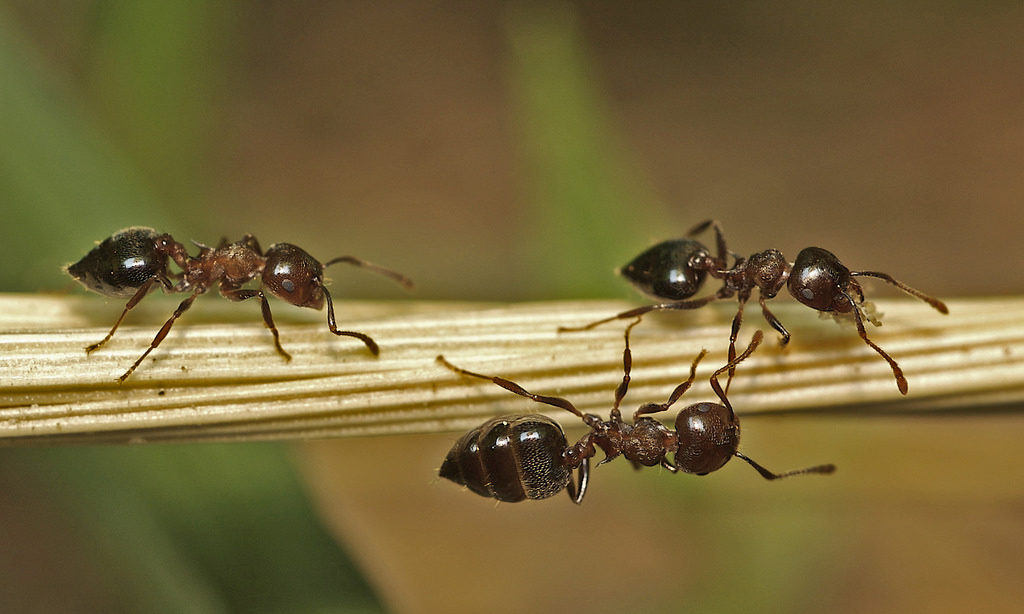 Savvy Acrobat Ants Make The Most Of Damage Caused By Other Insects ...