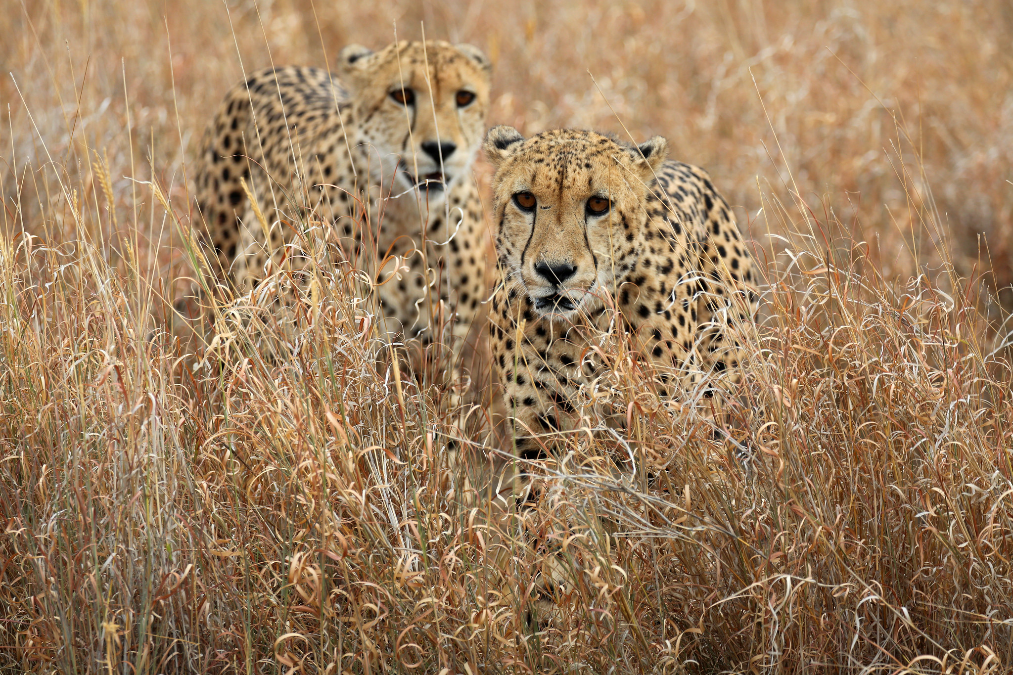 This 9-Year-Old Wrote A Book To Raise Awareness About Animal Poaching ...