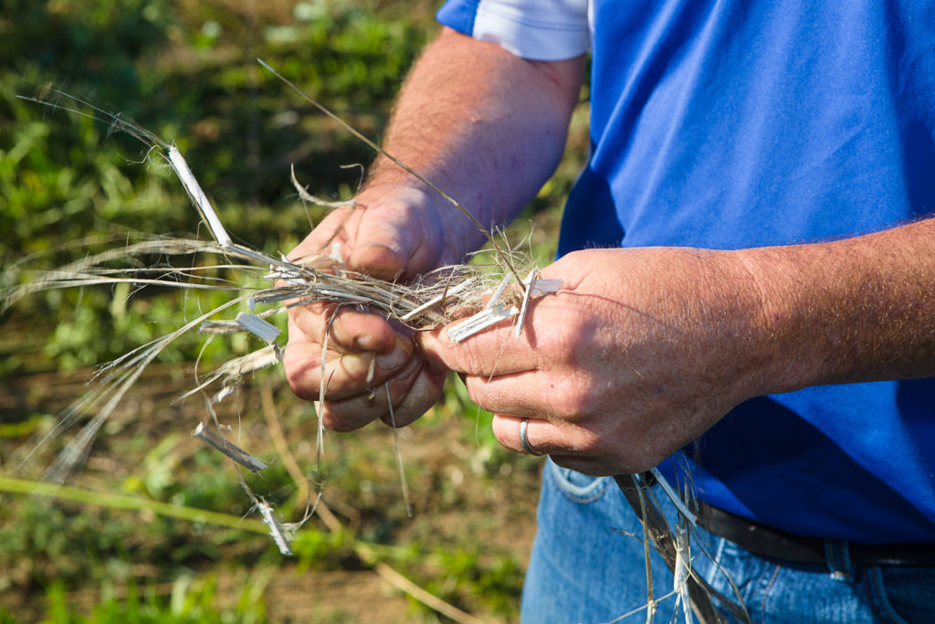 Hemp Is Now Legal In Texas, But It Could Be Tricky For Farmers To Cash ...