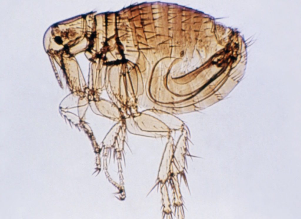 How Fluffy’s Fleas Can Hop Onto Humans And Spread Murine Typhus | Texas ...