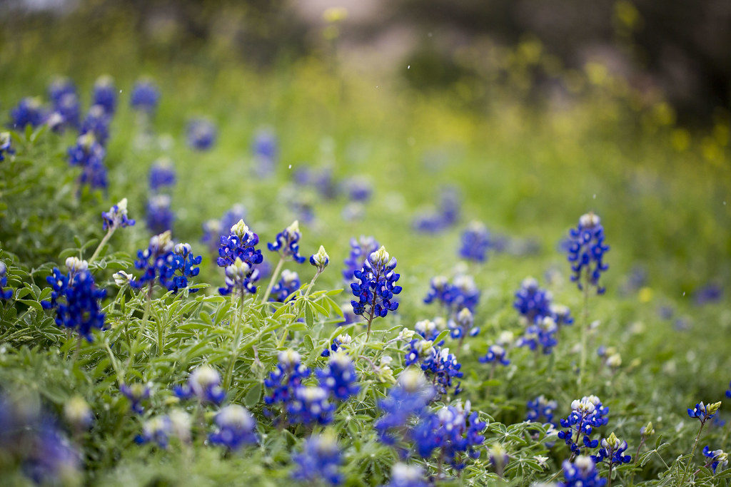 Who Thinks About Wildflowers In The Fall? TxDOT Does. | Texas Standard