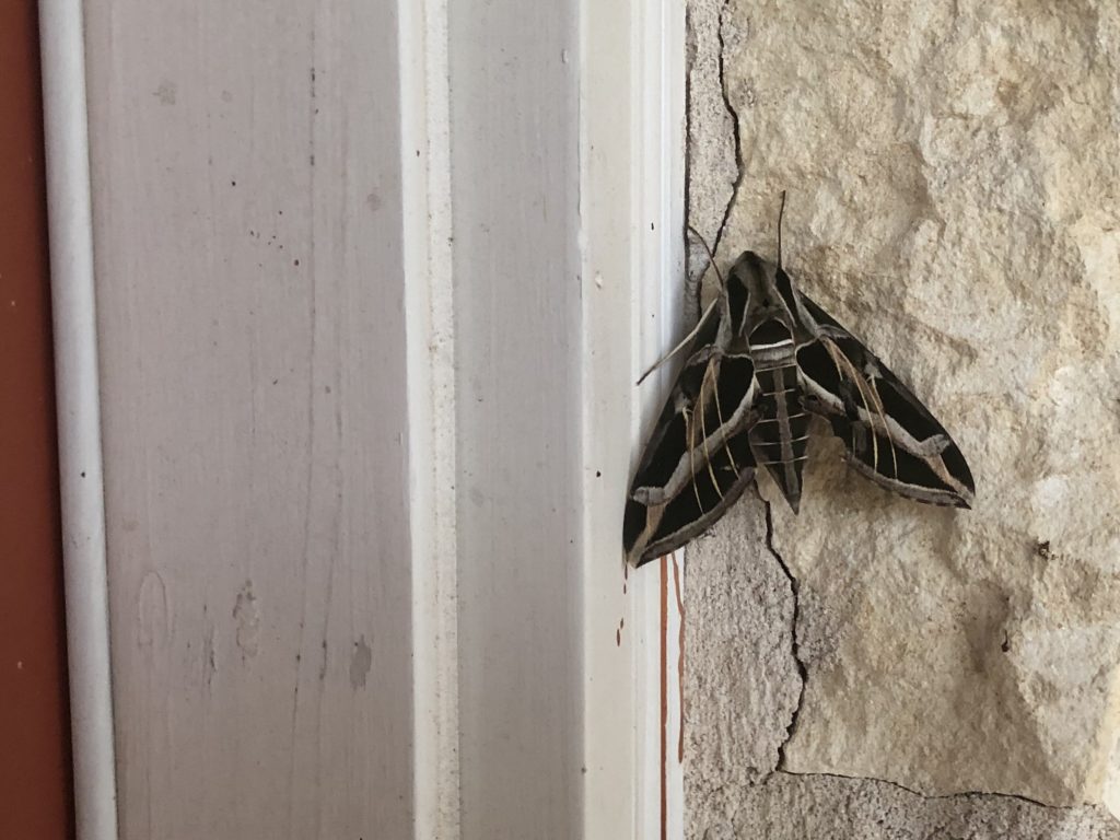 West Texas Giant Moth Species