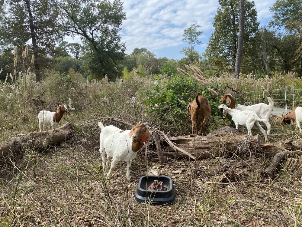 191 Goats Return To Houston Arboretum To Help Mow The Lawn, Eat ...