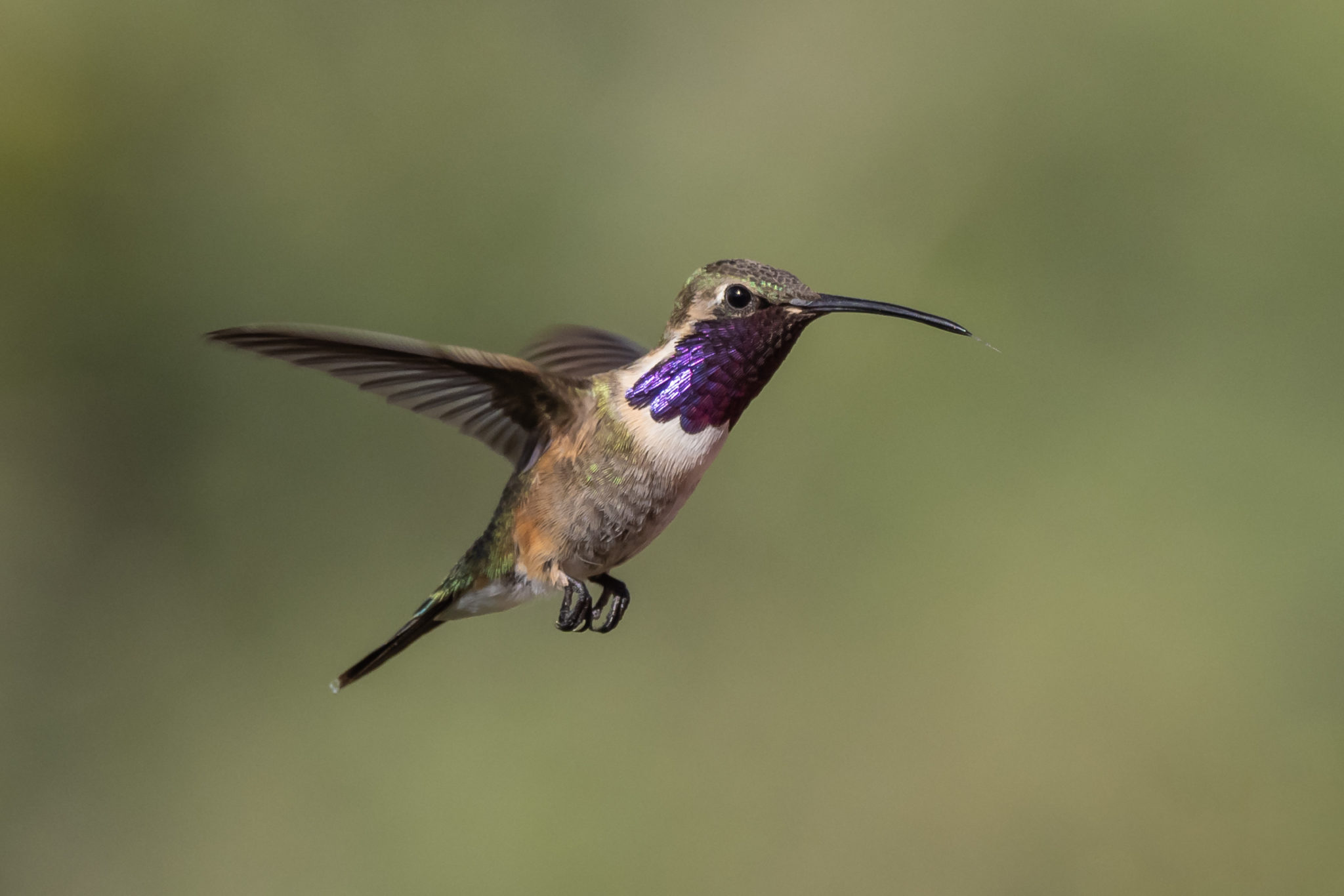 PBS’s ‘Nature’ Spotlights Big Bend’s Biodiversity – Especially Its ...