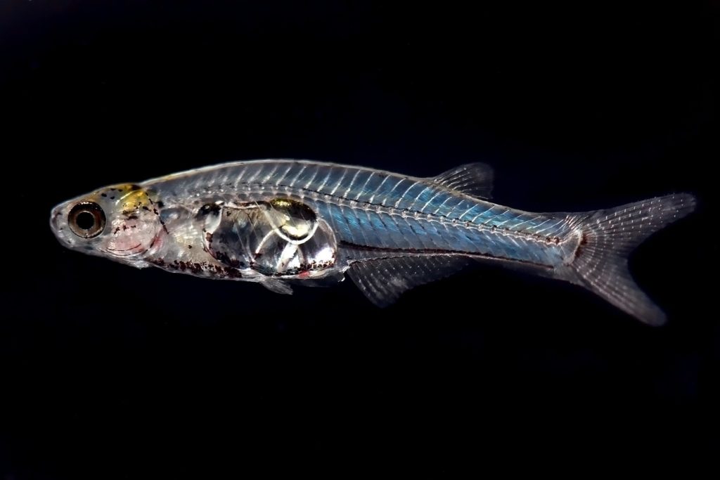 Now properly classified, this tiny, translucent fish could help unlock ...