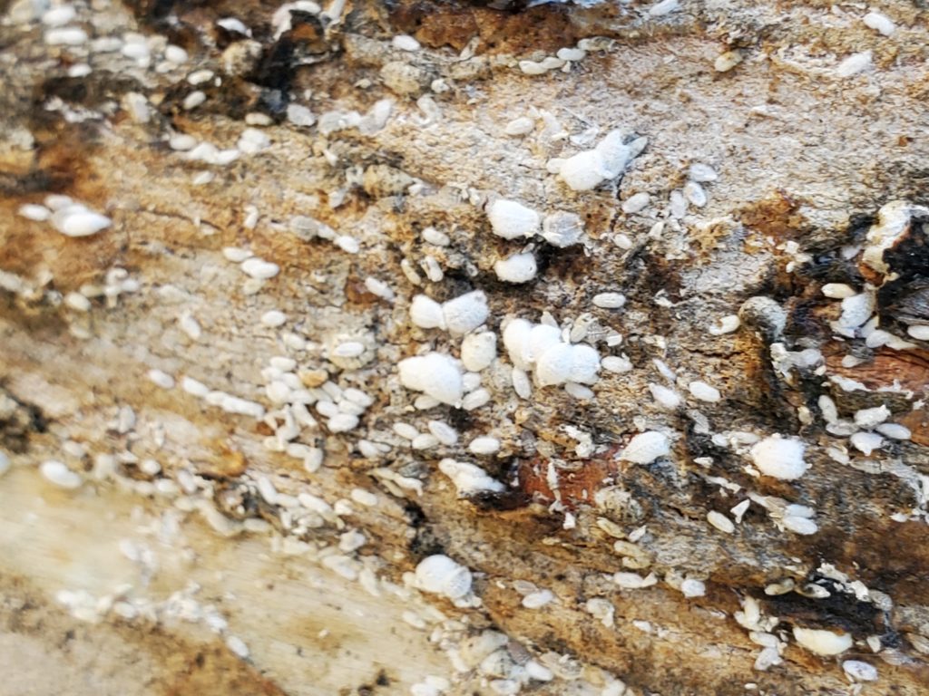 Texans should watch their crepe myrtle trees for these destructive ...