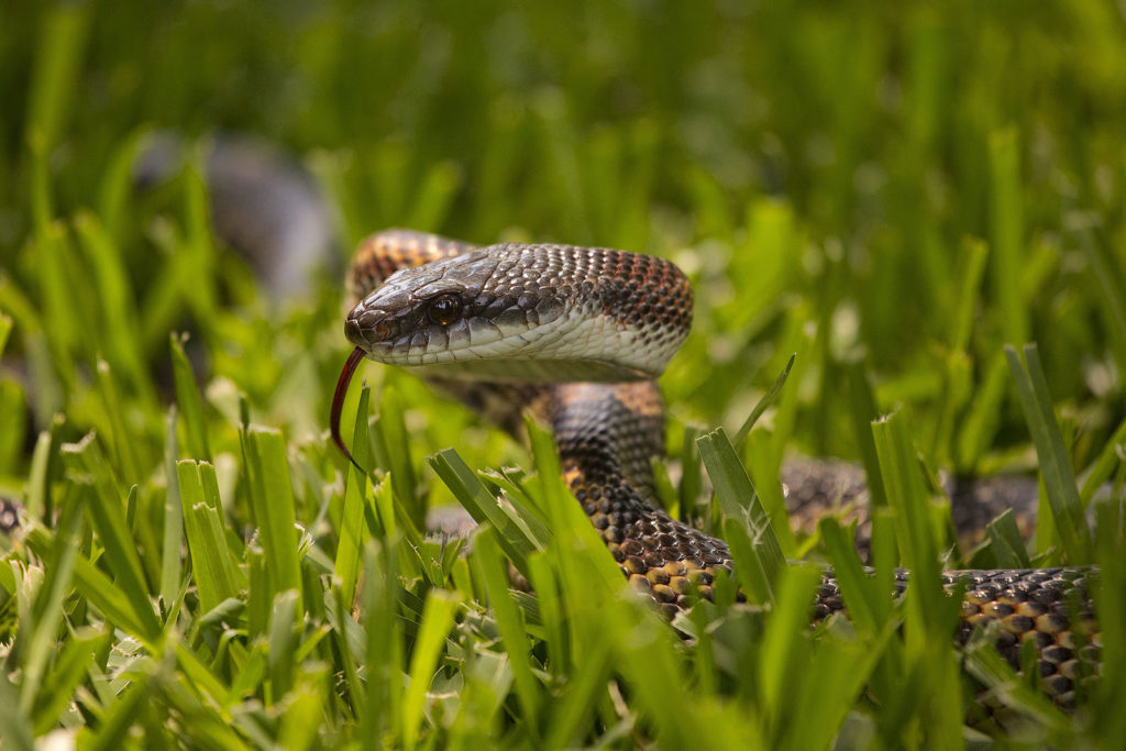 Snake season has arrived in Texas – here’s what you need to know ...