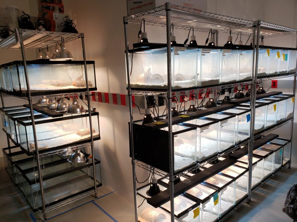 Endangered Horned Lizards hatch at San Antonio Zoo — and get some help ...