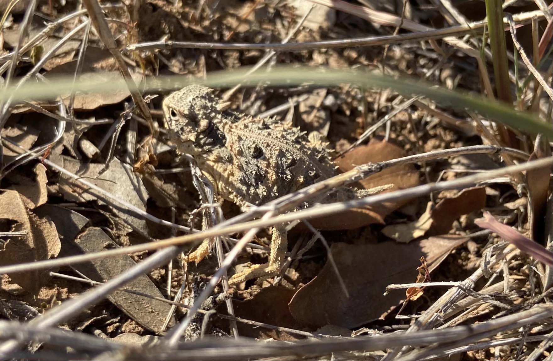 Team from San Antonio Zoo gathers at Hill Country ranch to rebuild ...