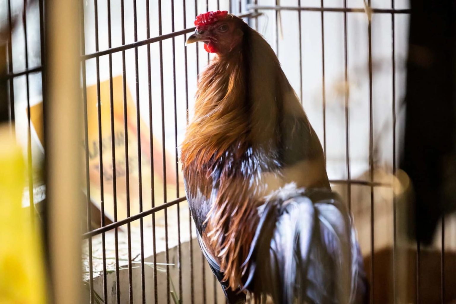 The City of Austin has a dilemma: What to do with 32 fighting roosters ...