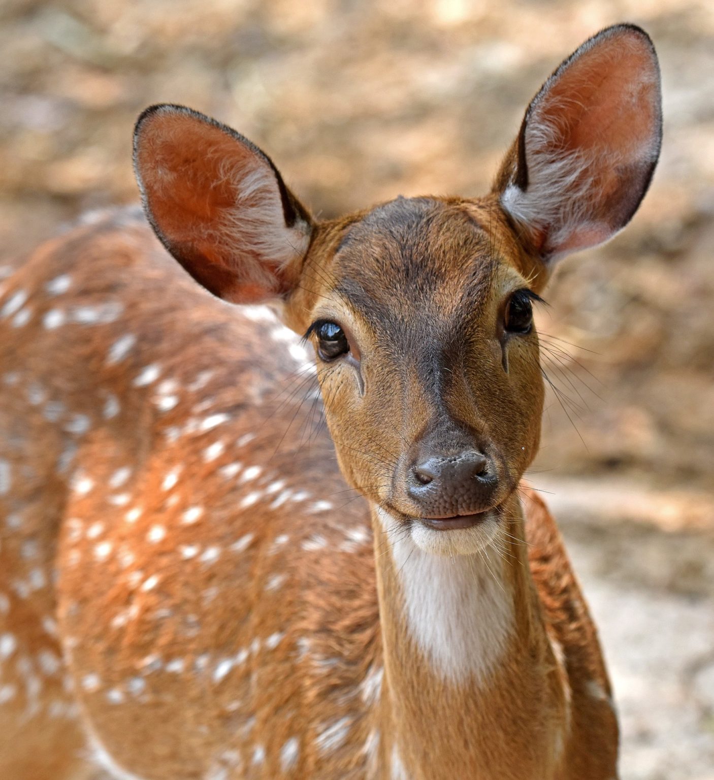 ‘Early detection, rapid response’: Invasive axis deer spotted at Big Thicket | Texas Standard