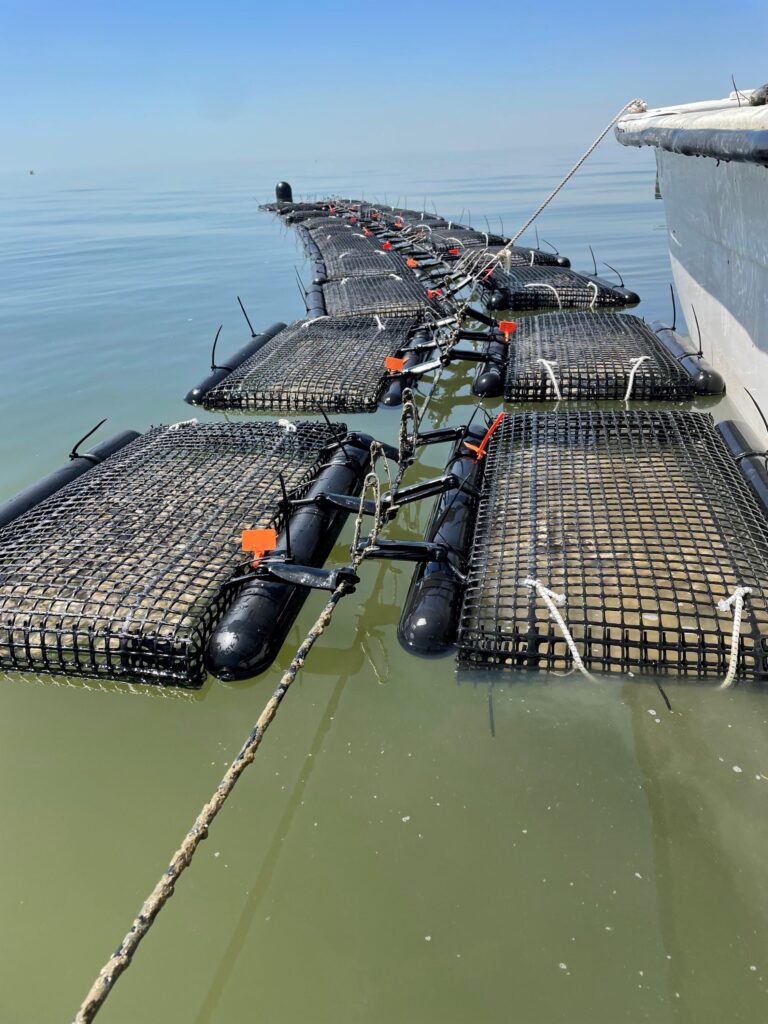 Oyster farming industry grows in Texas, as wild oysters struggle to ...
