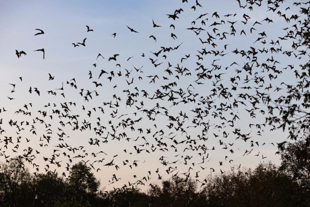 It’s peak bat season at the world’s largest bat colony, right in the ...