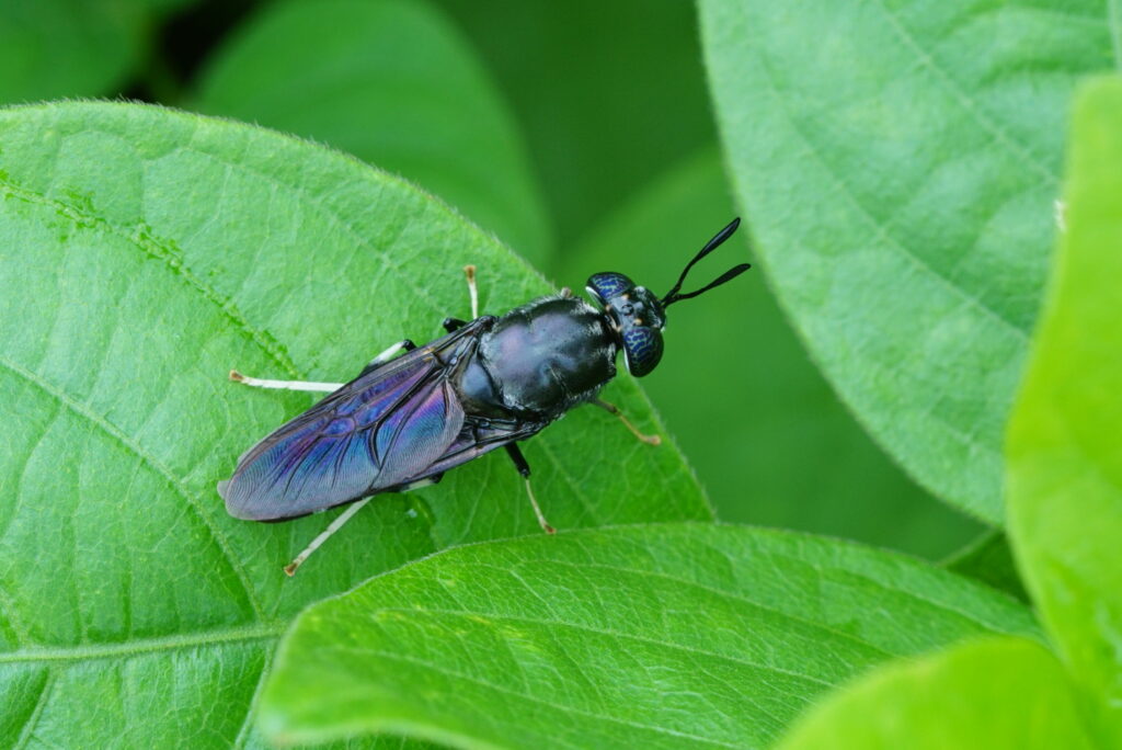 Black soldier flies could help make use of livestock waste | Texas Standard