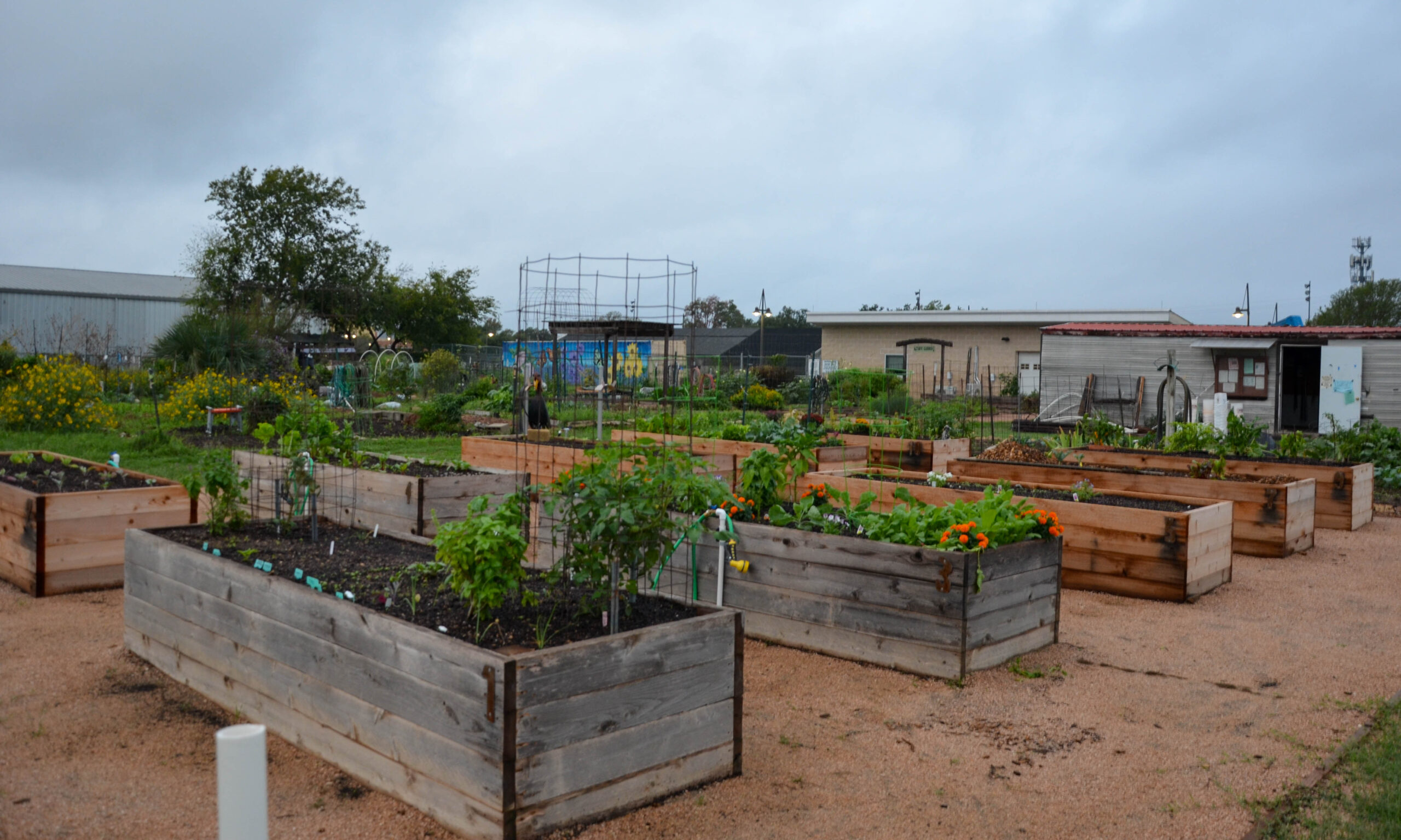 Austin’s Sunshine Community Gardens provides a space for everyone to ...