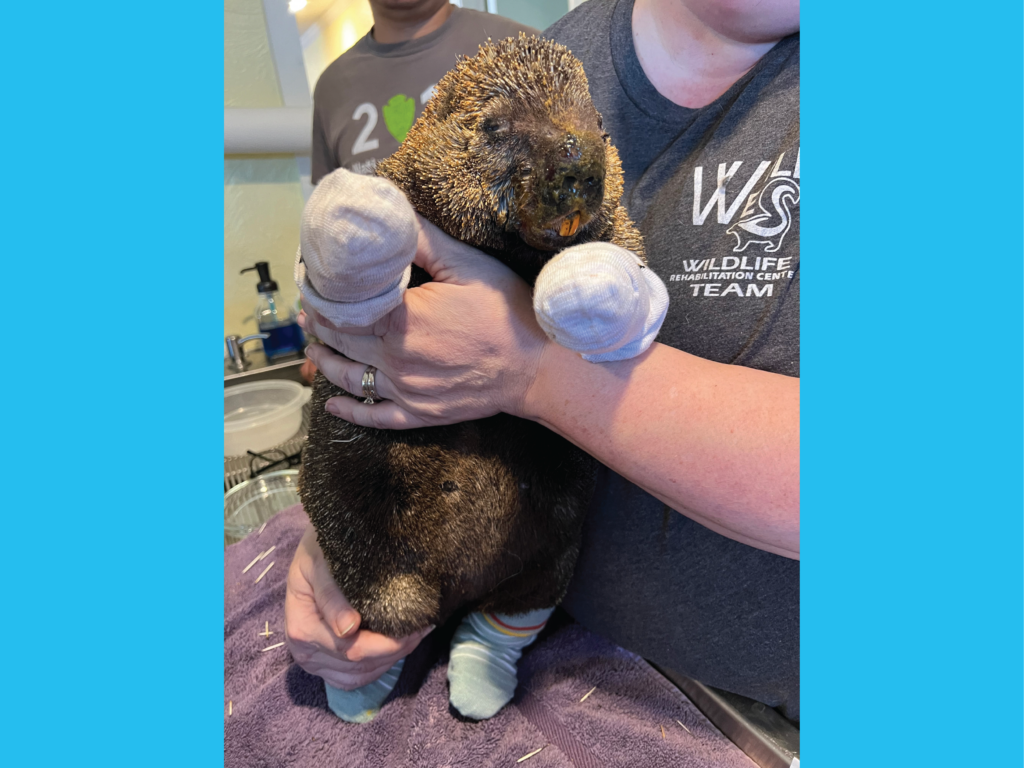 Meet Cinder, the porcupine that became a symbol of hope to the Panhandle | Texas Standard