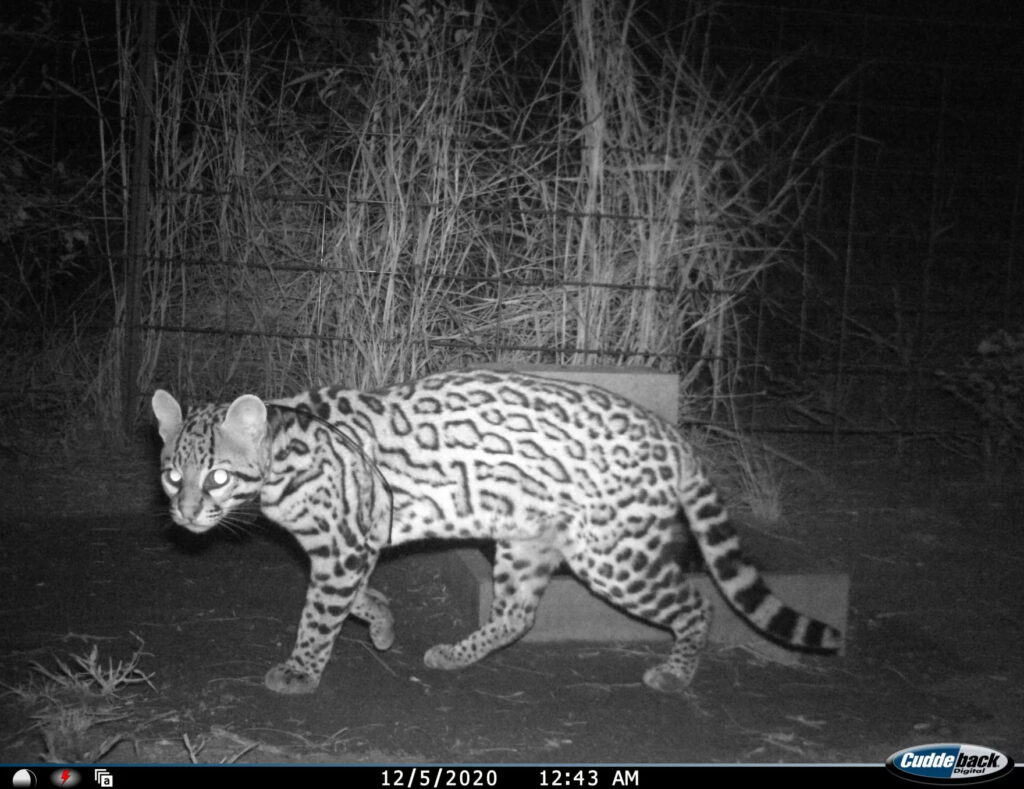 Ocelot killed in Hidalgo County suggests species’ range has expanded ...
