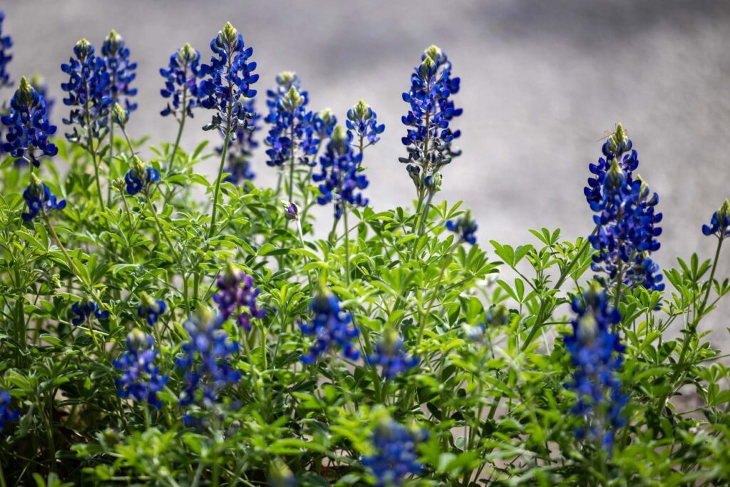 Why do bluebonnets grow so well along MoPac in Austin? | Texas Standard