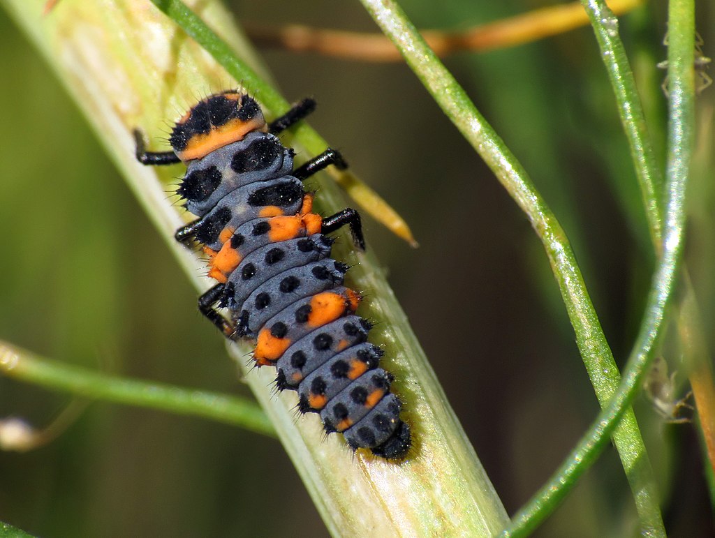 Ladybug 101: Identifying them and keeping them in your garden (and out ...