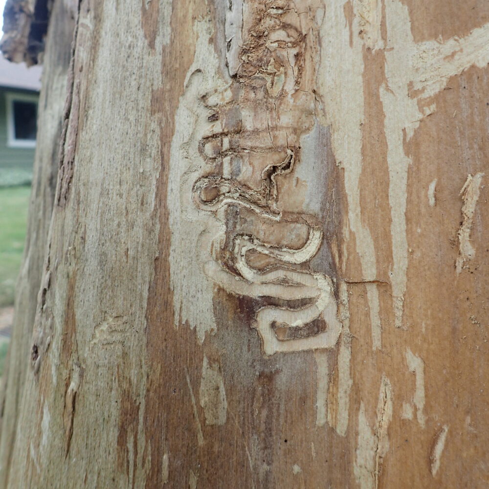 Texas forests threatened by spread of invasive beetle | Texas Standard