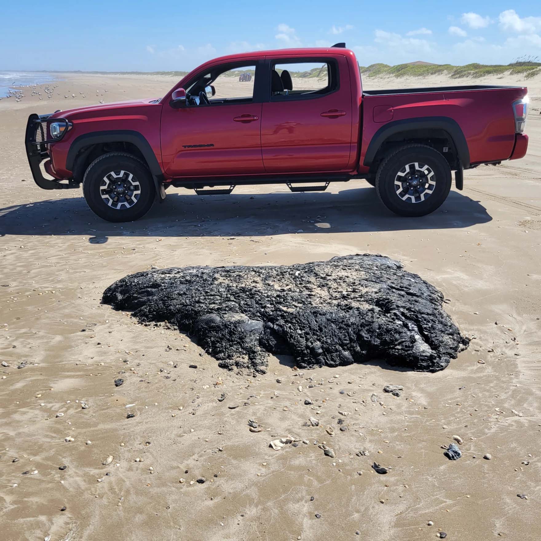 After a month of tar, the South Texas coast is now mostly clear of it ...