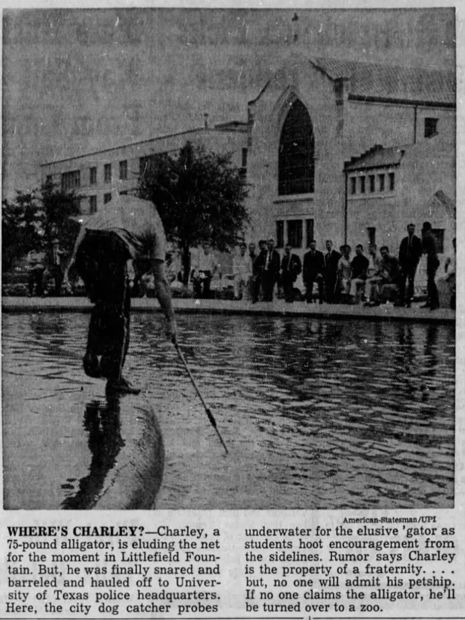 A generation of Austinites remembers seeing alligators near Barton ...