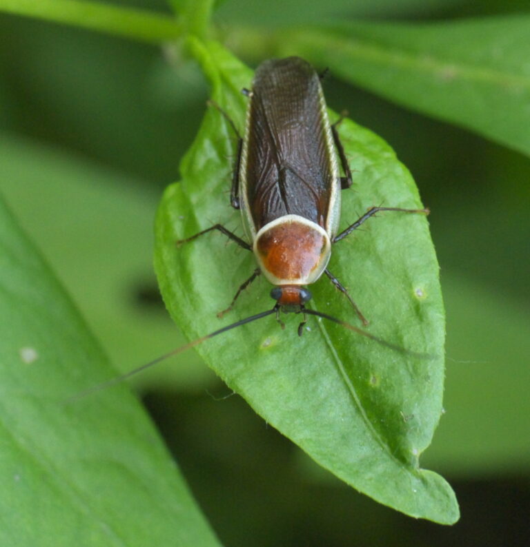 An insect expert’s top 7 bugs to look for around Texas | Texas Standard