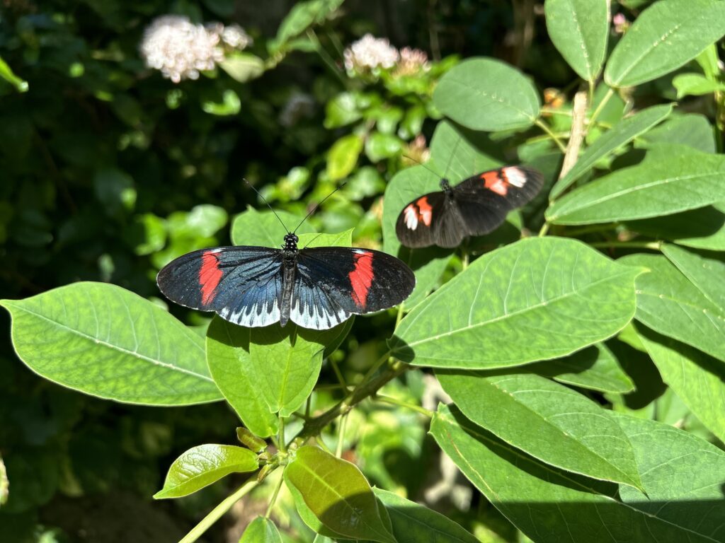 What is this bug? Tips for identifying insects | Texas Standard