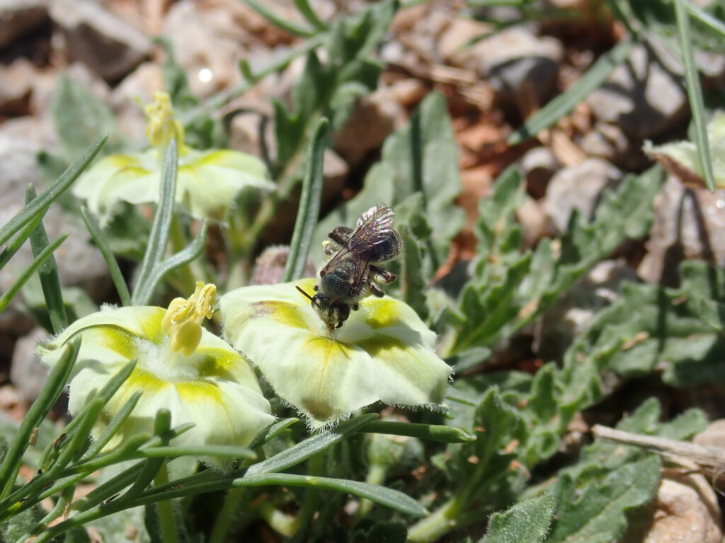 New ‘little blue bee’ species discovered in Texas and Oklahoma | Texas ...