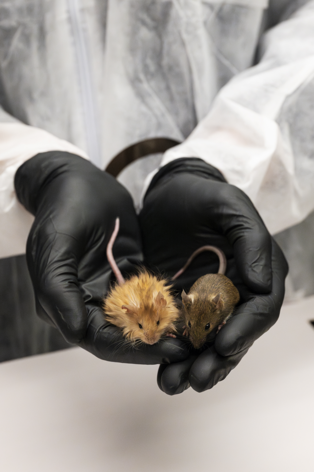 The woolly mouse: A fluffy new species created from mammoth DNA | Texas ...
