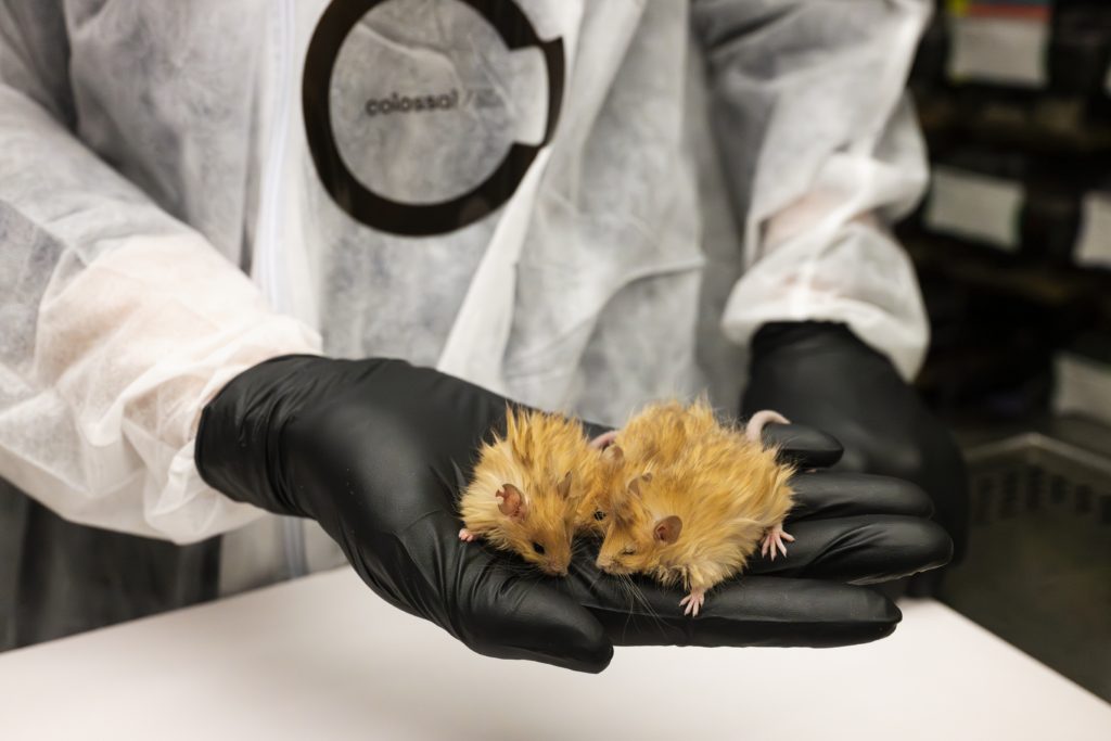 The woolly mouse: A fluffy new species created from mammoth DNA | Texas ...