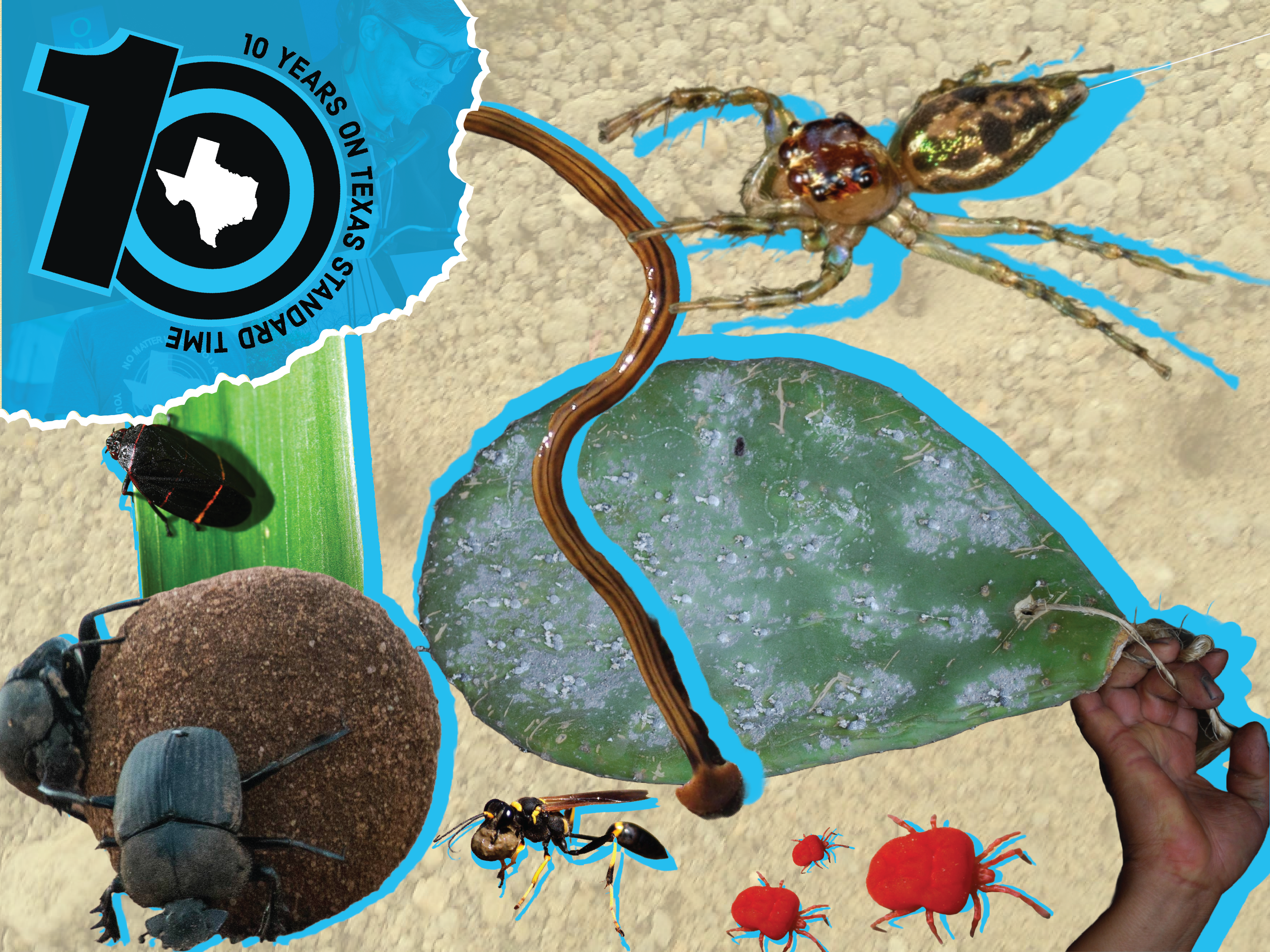 Chiggers, dung beetles and more: Our favorite bug stories of the past ...